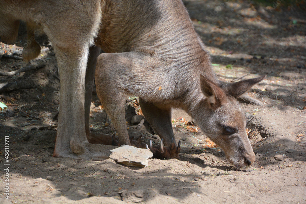 The kangaroo is a marsupial from the family Macropodidae (macropods ...