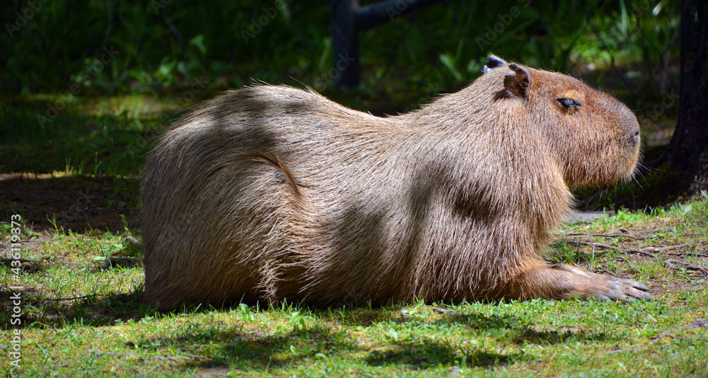 Foto de The capybara is the largest rodent in the world. Also called ...