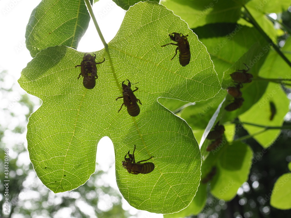 Poster brood X cicadas on fig leaves – Wall Art | UkPosters