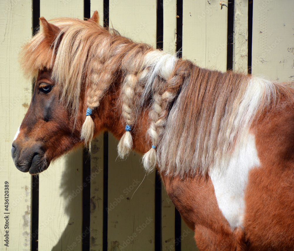 Miniature Horse Characteristics at Jade Donovan blog