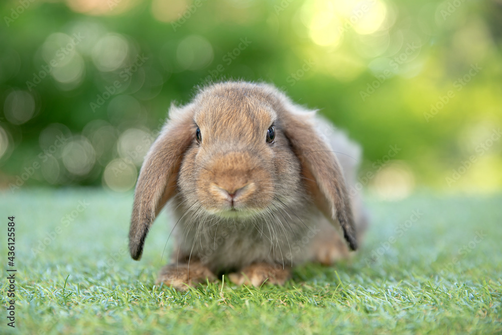 Healthy lovely baby bunny easter rabbits on nature background. Cute ...