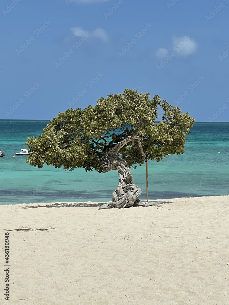 Vertical shot of a divi-divi tree on a sandy beach in Aruba Stock Photo ...