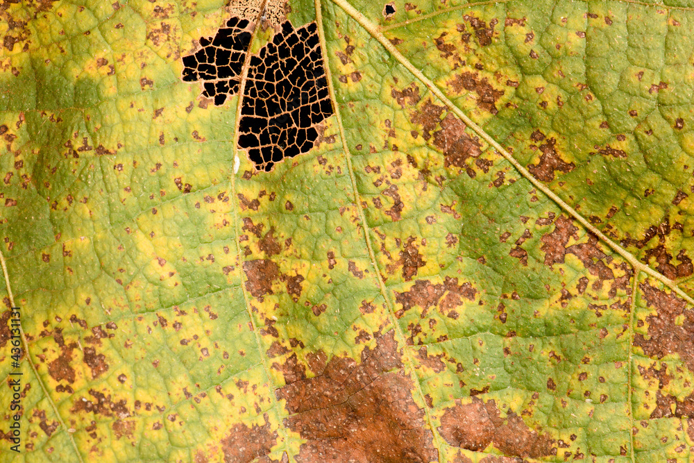 Leaf closeup showing damage from insect and fungi attack and feeding ...