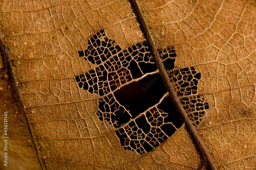 Leaf closeup showing damage from insect and fungi attack and feeding ...