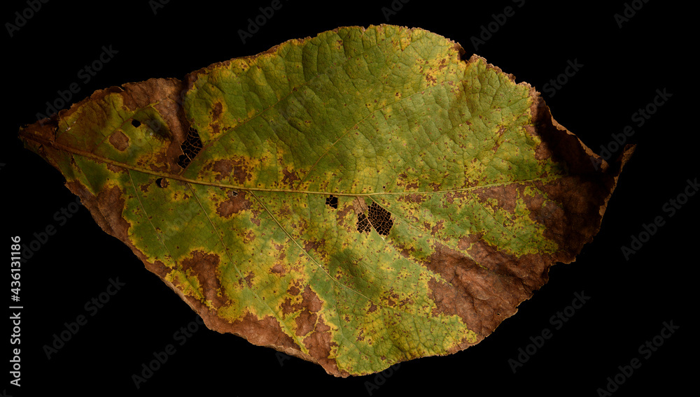 Leaf closeup showing damage from insect and fungi attack and feeding ...