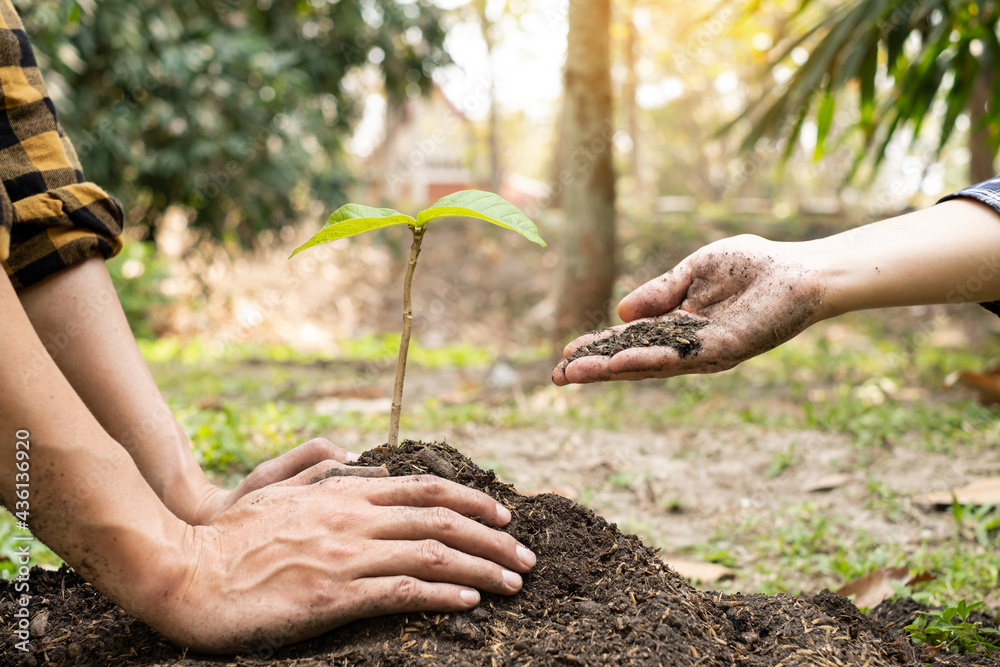 The hands of two people help each other are planting young seedlings on ...