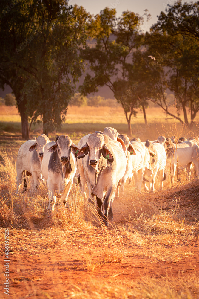 The bulls in the yards on a remote cattle station in Northern Territory ...
