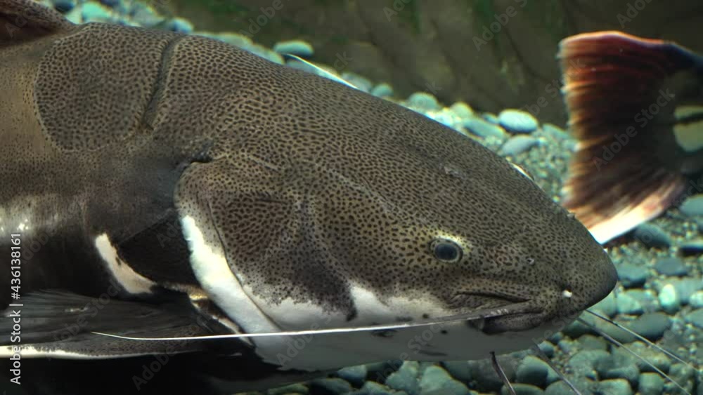 Redtail catfish Phraclocephalus hemioliopterus resting on the bottom of ...