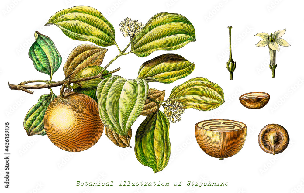 Botanical illustration of Strychnine hand drawn vintage engraving style ...