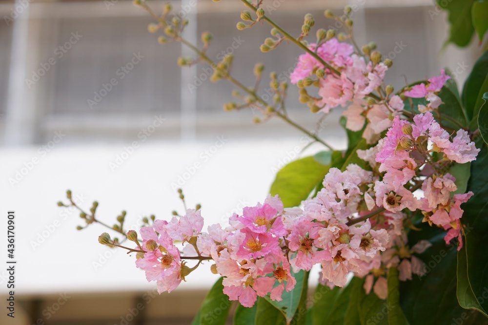 Inthanin flower in Thailand. Beautiful summer flowers. Cananga ...