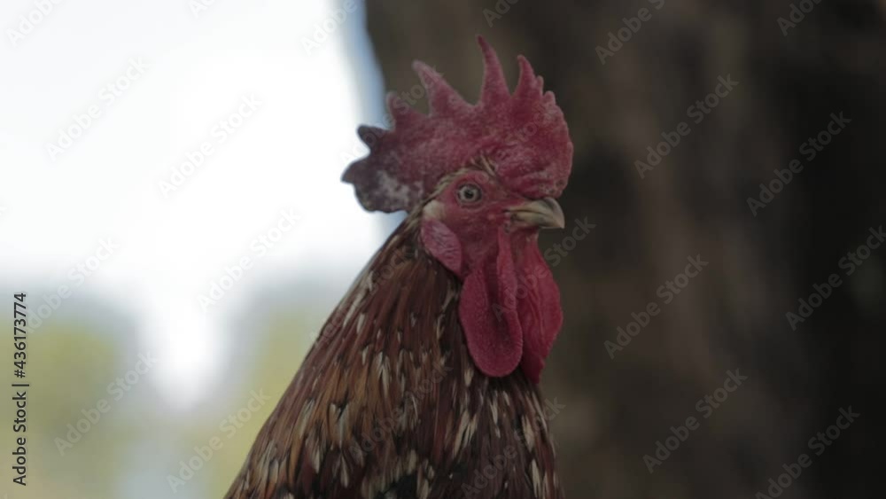 Indonesian Laughing Chicken Rooster or Ayam Ketawa Cocks - One of ...