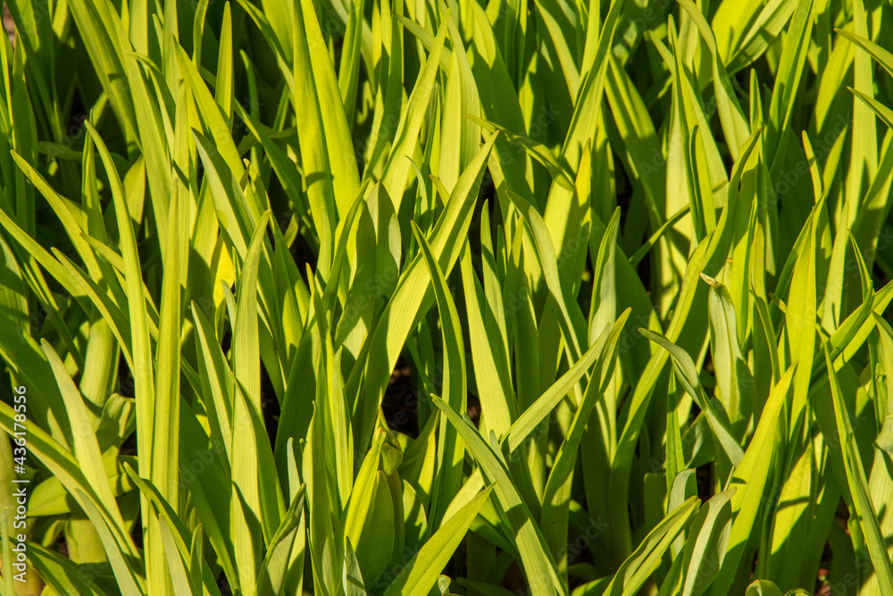natural background in early spring fresh green lawn grass Stock Photo ...