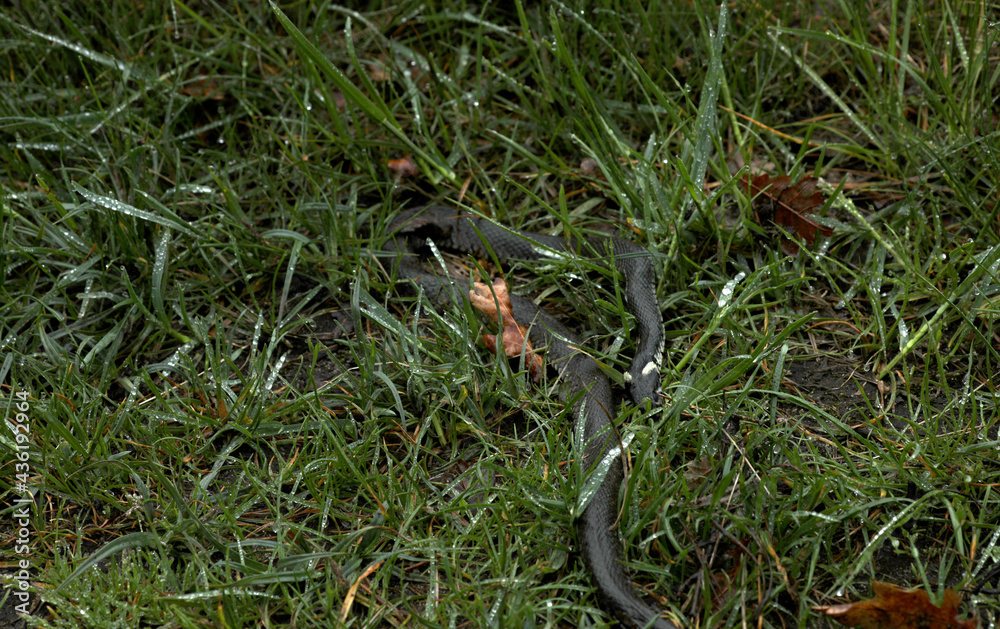 Dead snake on a dirt road Stock Photo | Adobe Stock