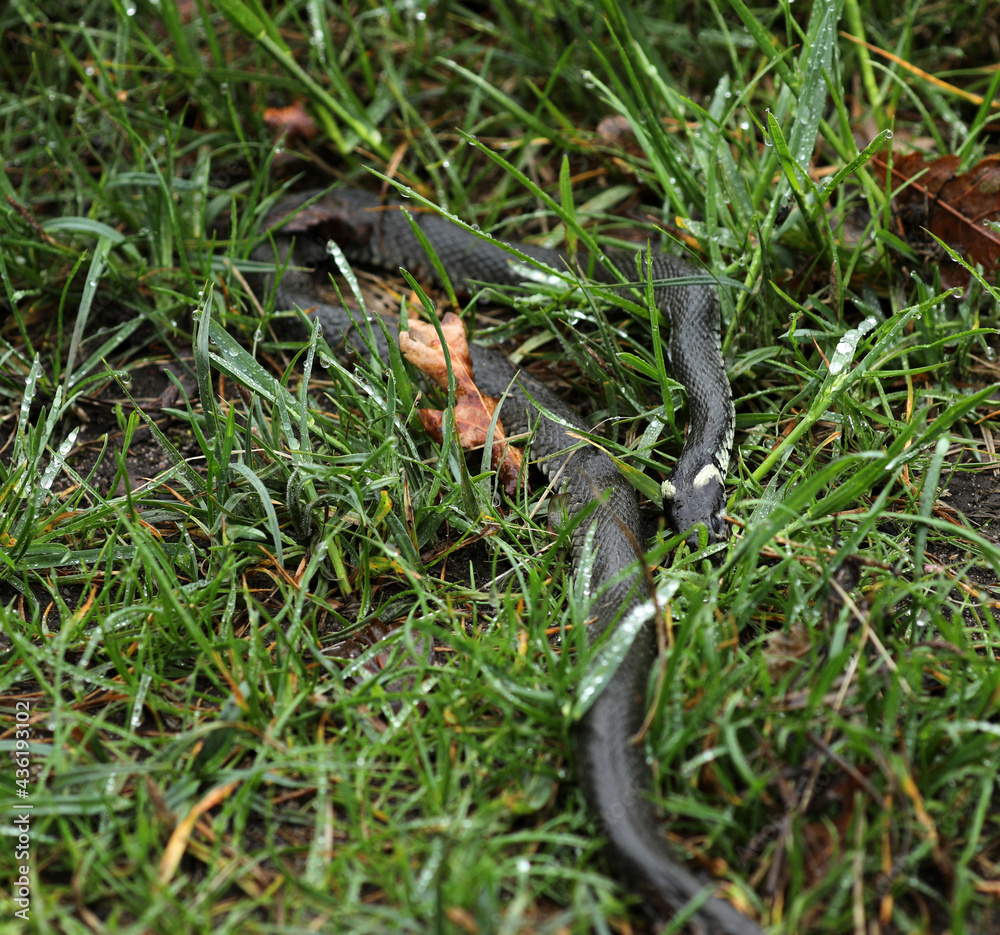 Dead snake on a dirt road Stock Photo | Adobe Stock