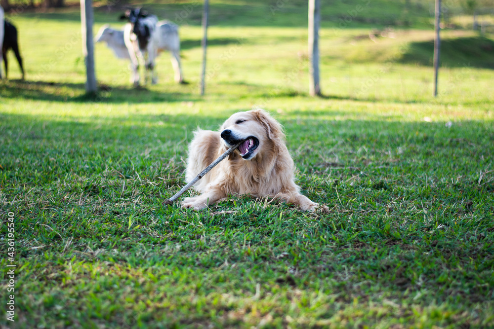 Cachorra da raça golden retriever roendo um pequeno pedaço de madeira ...