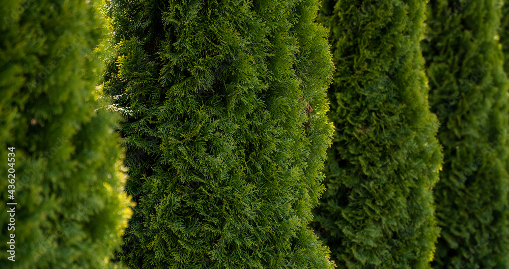 Green hedge of thuja trees. Closeup fresh green branches of thuja trees ...
