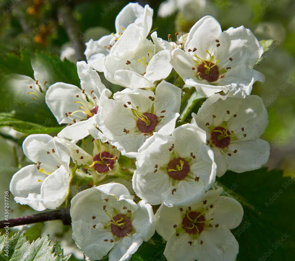 Flowers of hawthorn. They give a lot of nectar. The flowers and fruits ...