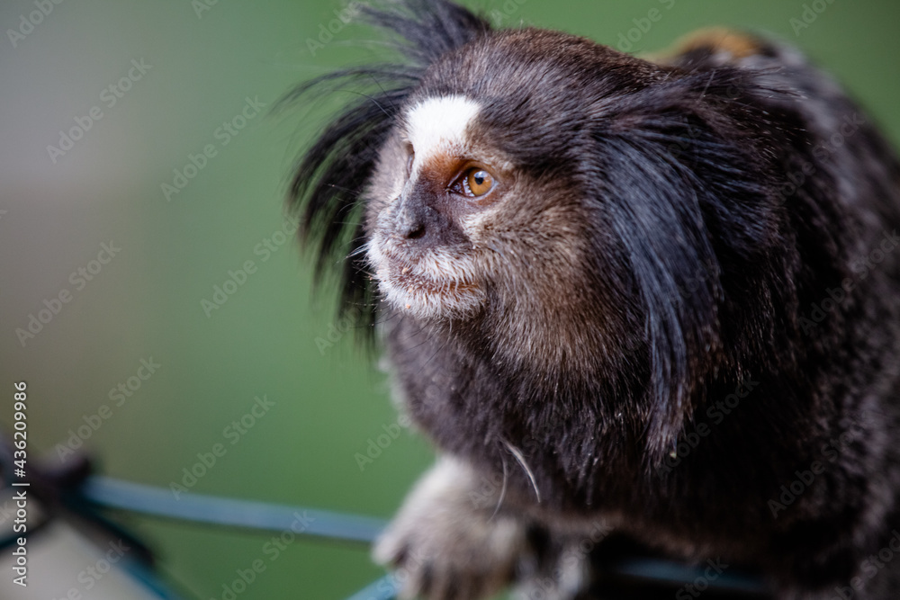 O sagui-de-tufos-pretos, mico-estrela ou simplesmente sagui é uma ...