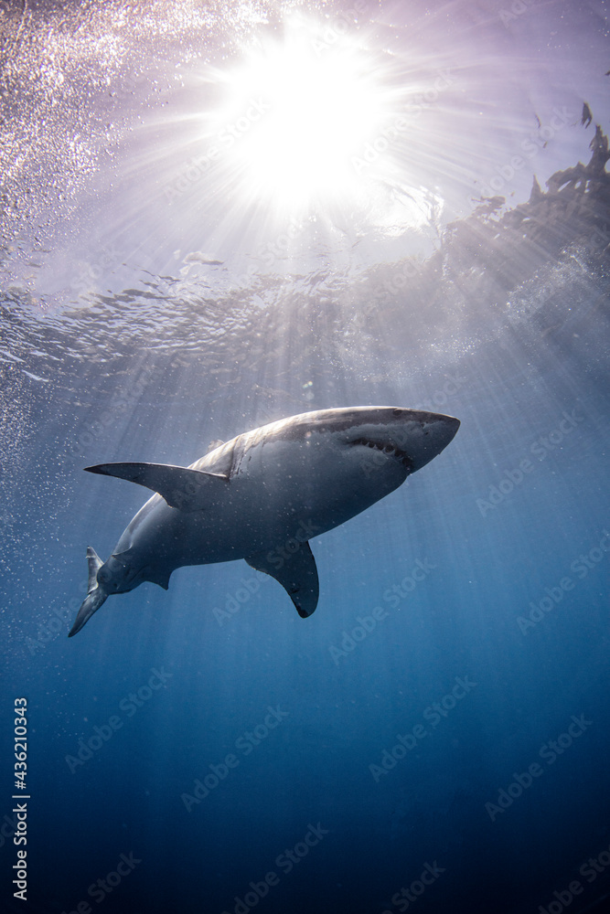 Great white shark underwater Stock Photo | Adobe Stock