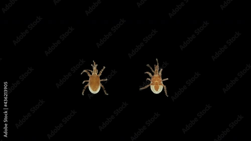 Predatory mite Macrocheles robustulus under a microscope, family ...