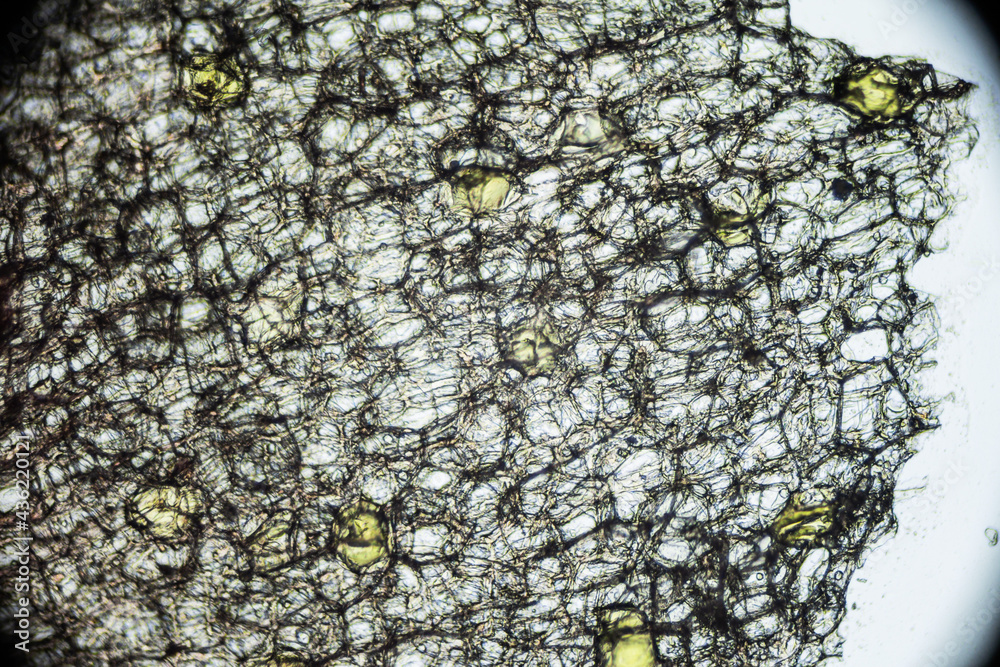 Pickled ginger root under the light microscope, magnification 100 times ...