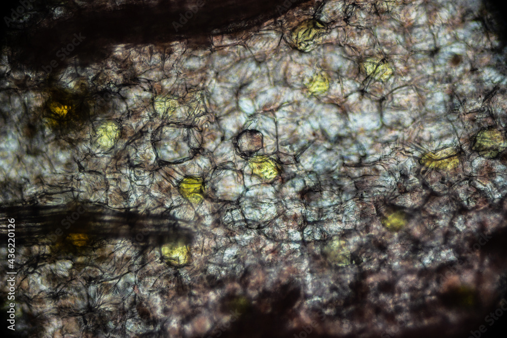 Pickled ginger root under the light microscope, magnification 100 times ...
