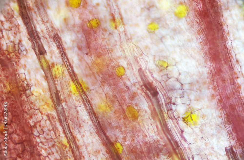 Foto de Pickled ginger root under the light microscope, magnification ...