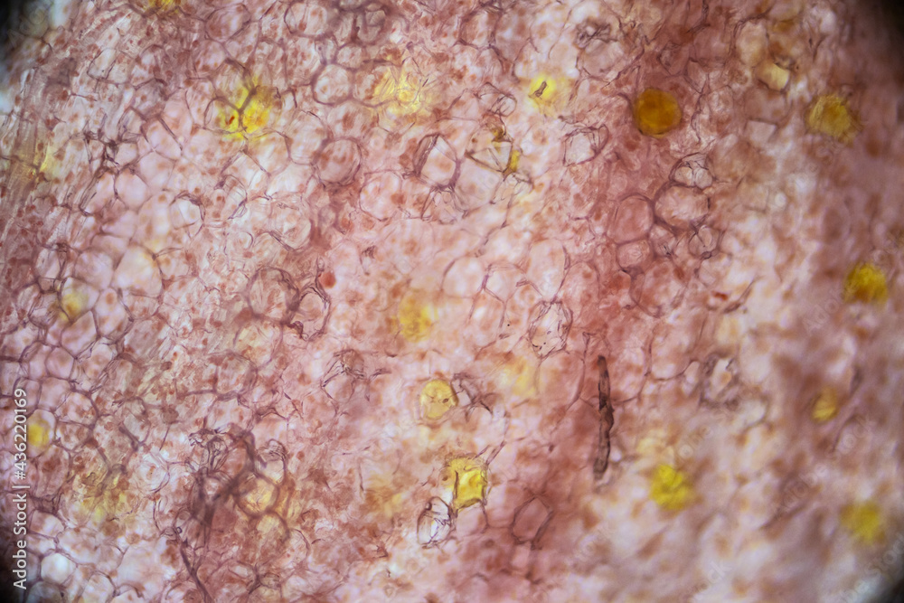 Foto de Pickled ginger root under the light microscope, magnification ...