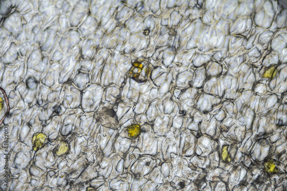 Pickled ginger root under the light microscope, magnification 100 times ...