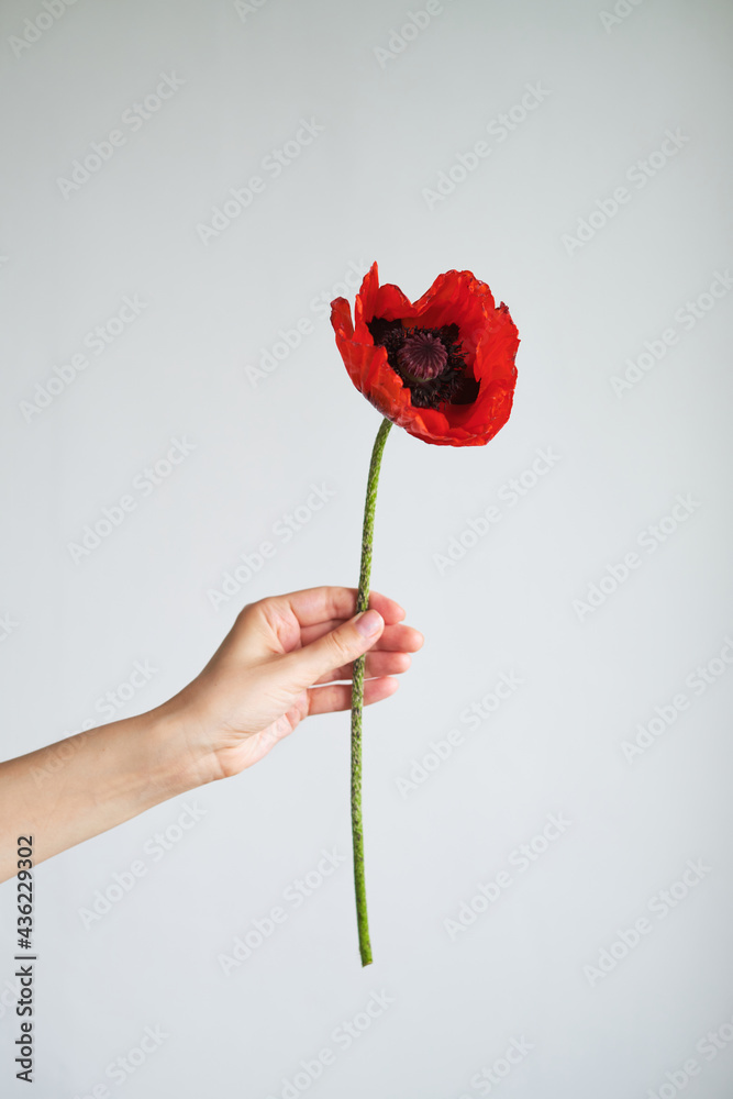 Red poppy in the hands of a girl on a light background. Memorial Day ...