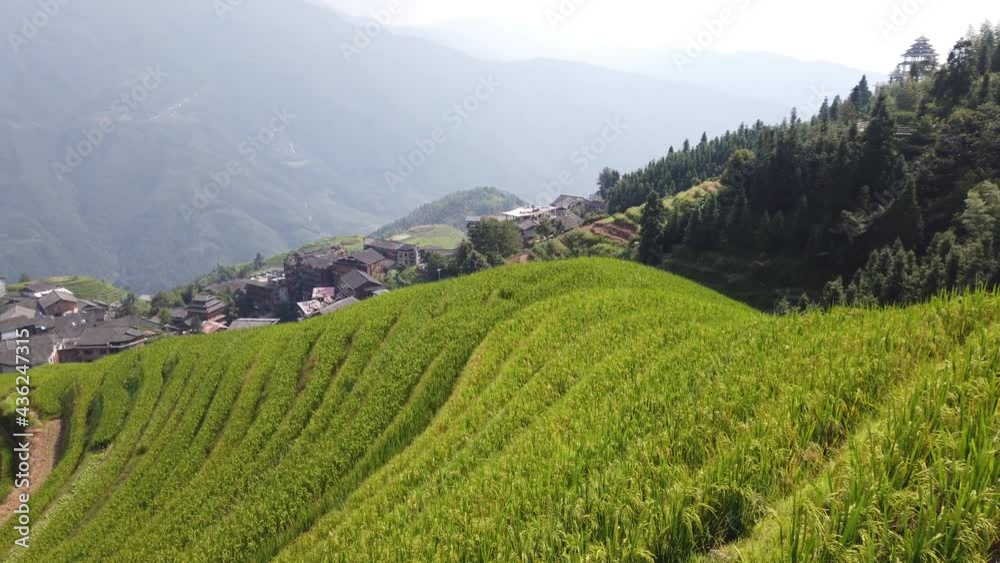 Vidéo Stock Aerial close up view of Chinese paddy field in Ping An is ...