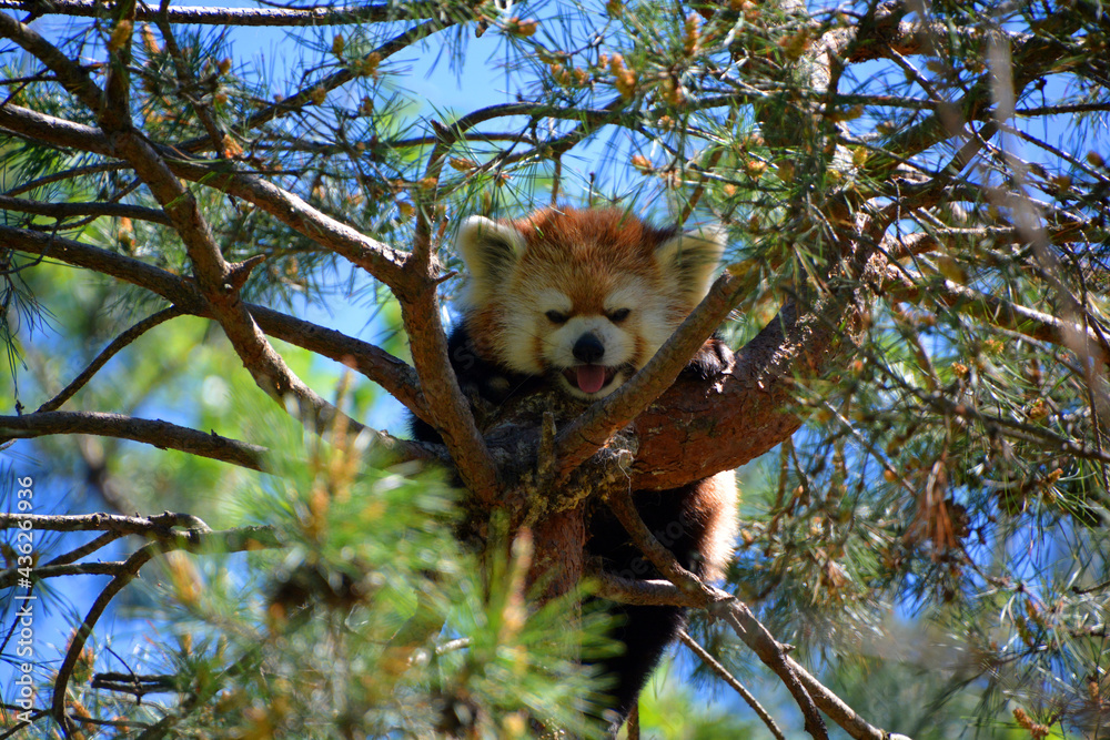 The red panda (Ailurus fulgens), also called lesser panda and red cat ...