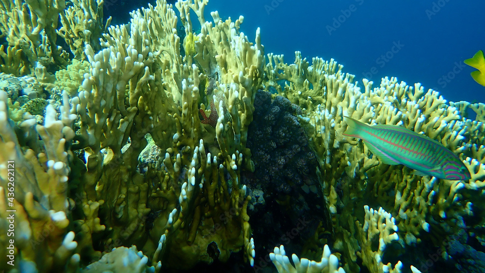 Stunning undersea coral reef view, Red Sea, Egypt, Sharm El Sheikh ...