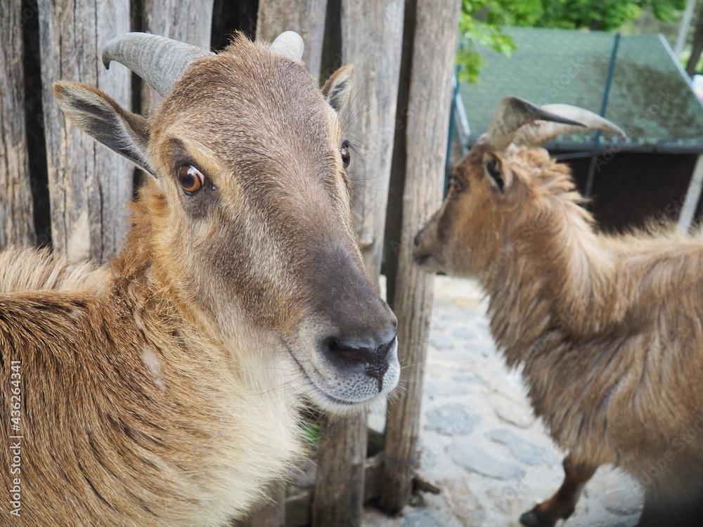 Himalayan tar. Mammal of the family of the Pole, the genus of tara ...