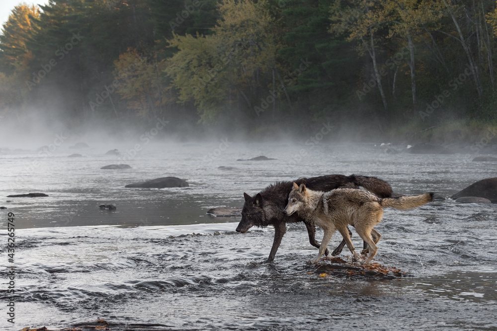 Grey Wolf (Canis lupus) and Black Phase Wolf Walk Across Foggy River ...
