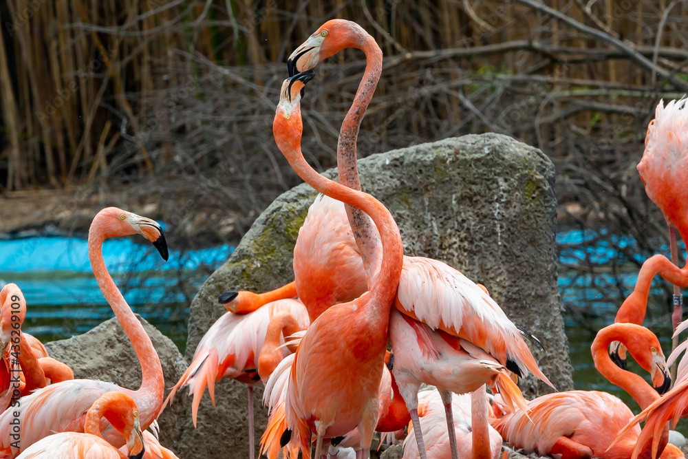 Flamingos in courtship. Mating technique. Love in animals. Group of ...