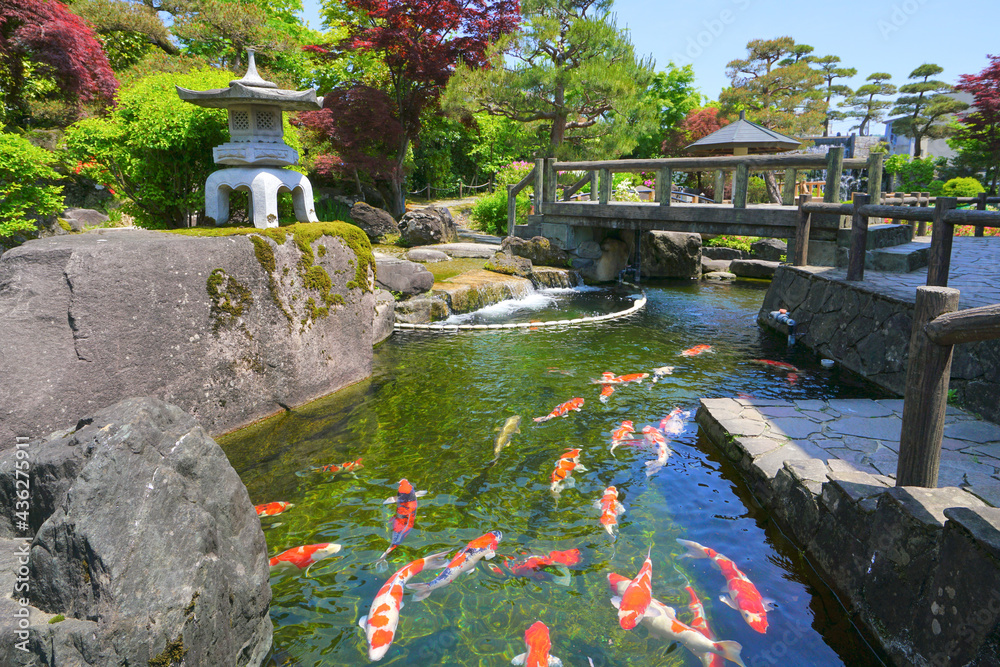 Beautiful Koi Fish Swimming in a pond, Ojiya City, Niigata Pref. Japan ...