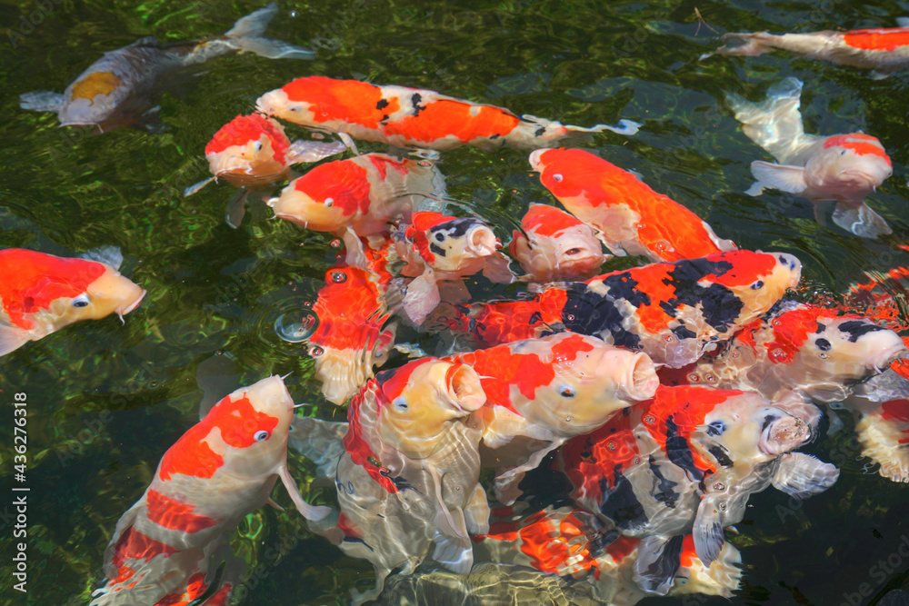 Beautiful Koi Fish Swimming in a pond, Ojiya City, Niigata Pref. Japan ...