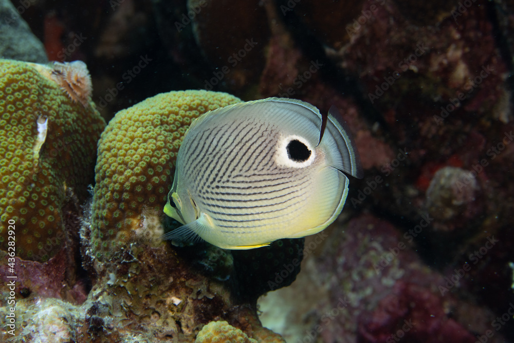 Foureye Butterflyfish on Caribbean Coral Reef Stock Photo | Adobe Stock