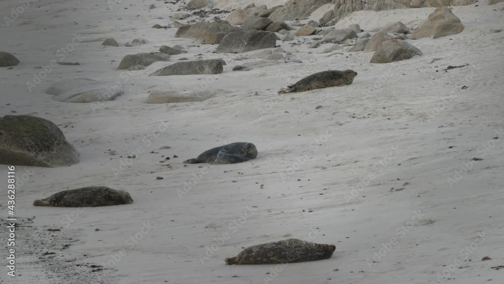 Vídeo do Stock: Harbor seals pupping season at Hopkins Beach in Pacific ...