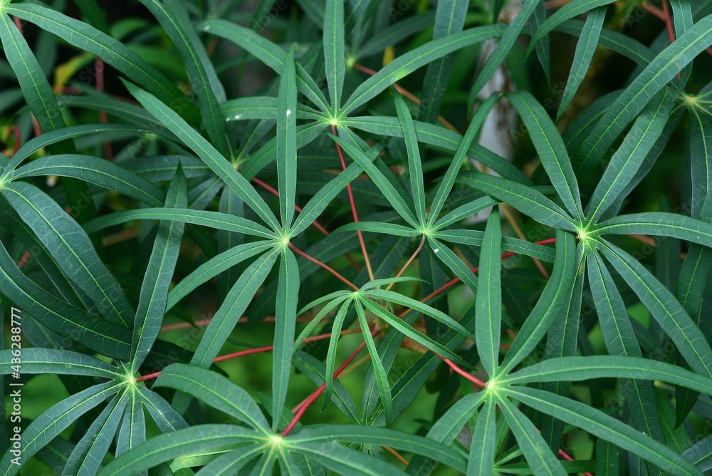 Cassava leaves with a unique pattern in the garden with direct sunlight ...