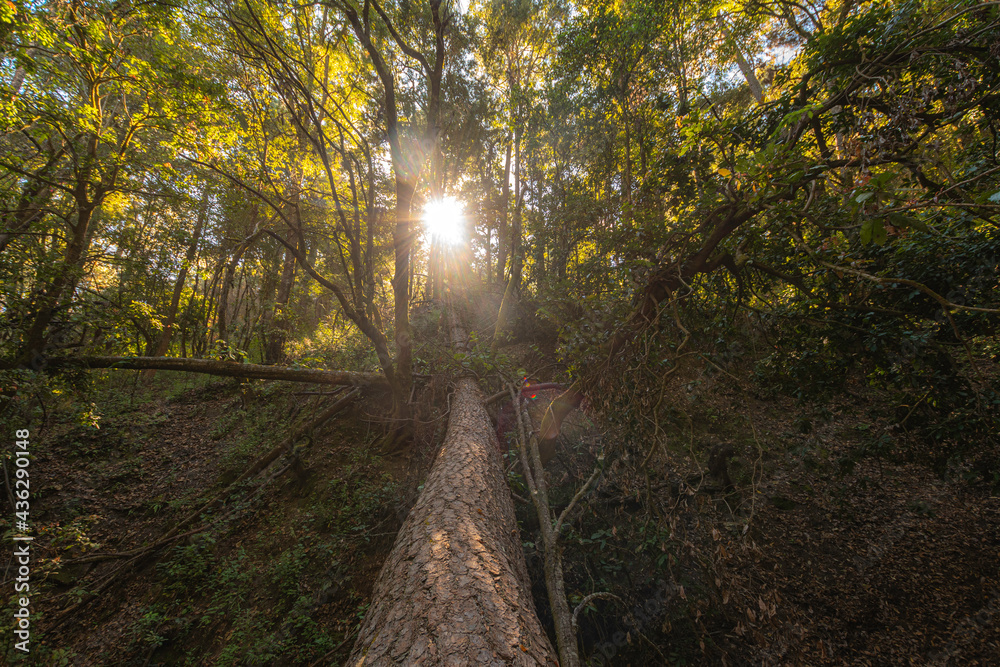 bosque sol tronco arbol Stock Photo | Adobe Stock