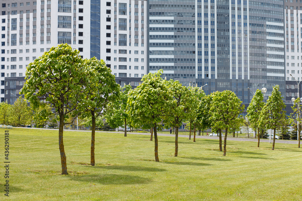 A trimmed lawn, beautiful trees with round crowns in the business ...