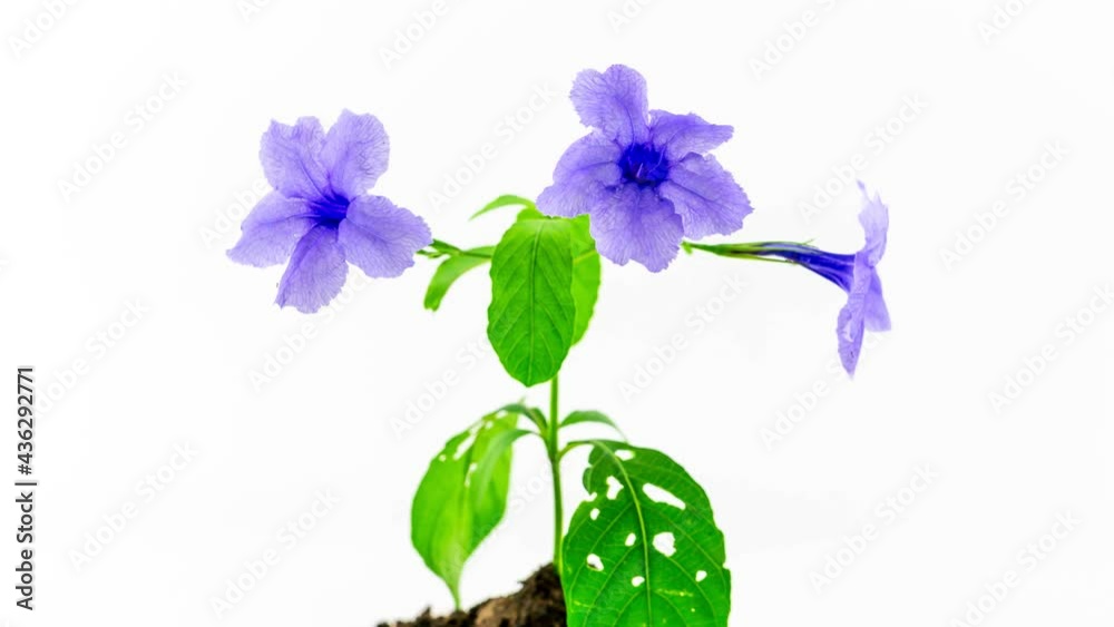 Timelapse Stop motion animation of Growing tree on white background ...