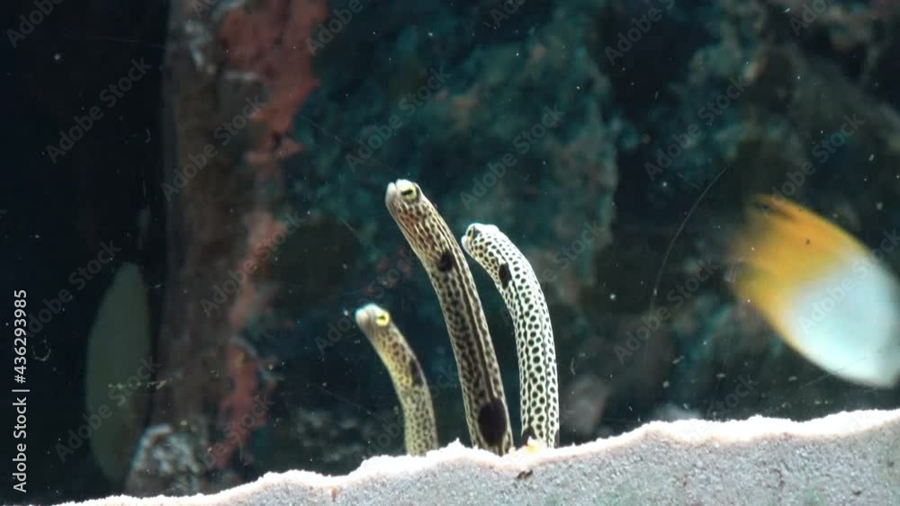 Spotted Garden Eels coming out from / hiding into the sand burrow ...