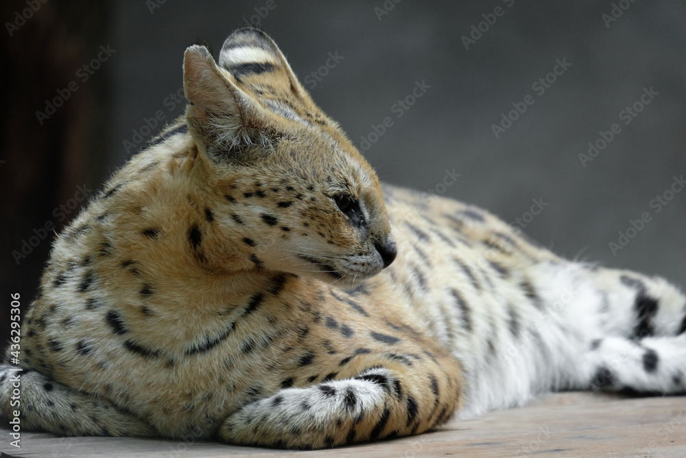 Póster Servals are medium-sized wild cats with tawny, black-spotted ...