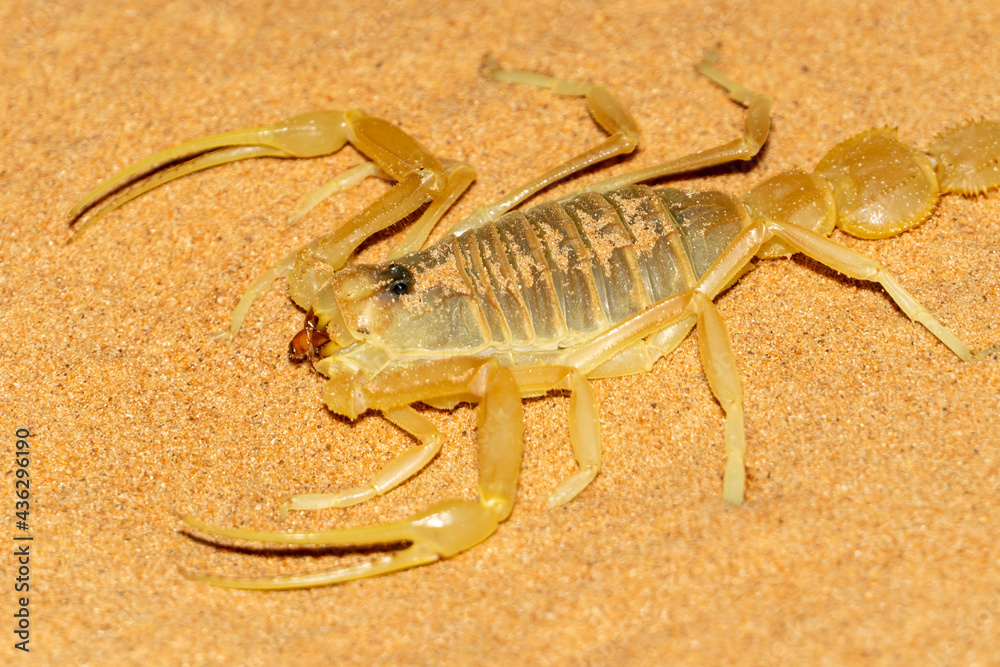 Shield Tailed Scorpion (Apistobuthus pterygocercus) in the middle east ...