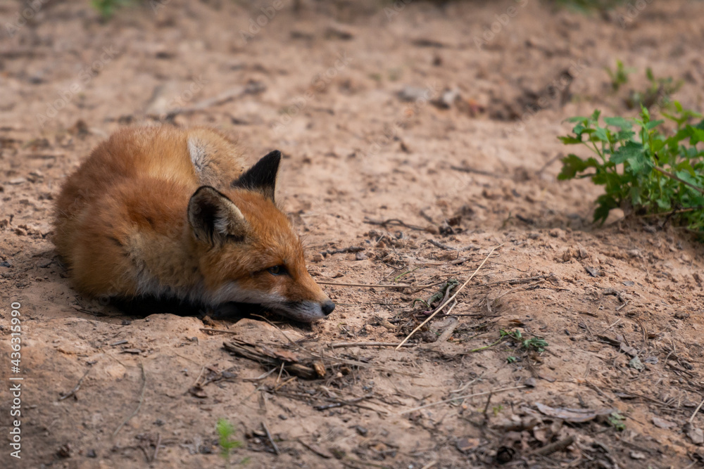 Red Fox. The species has a long history of association with humans.The ...