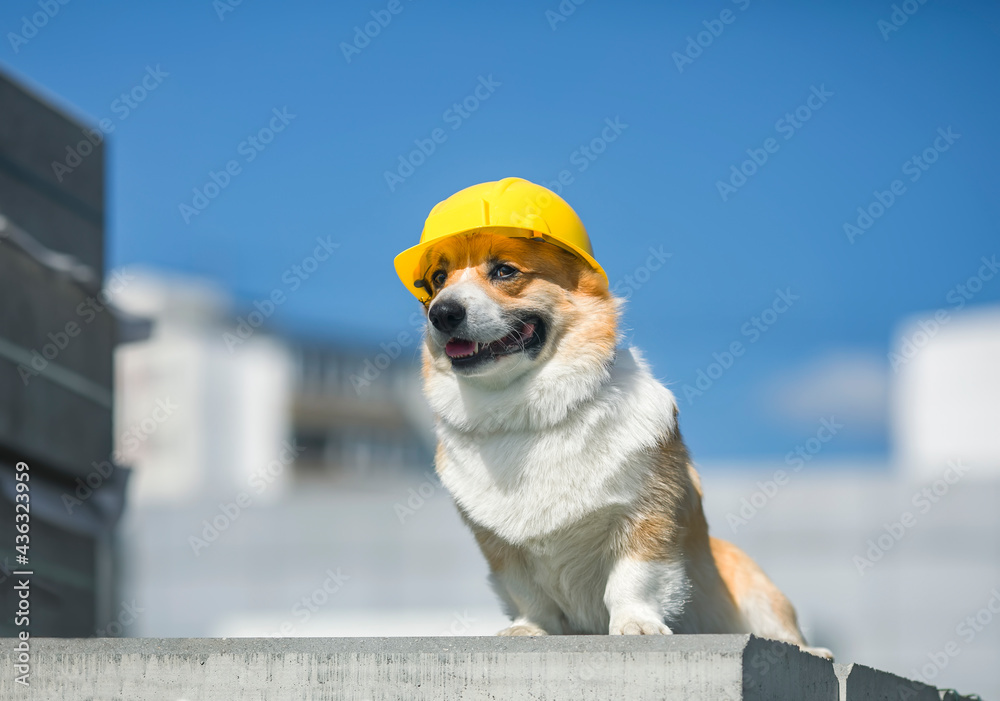 cute corgi construction dog in yellow hard hat sits on the repair site ...