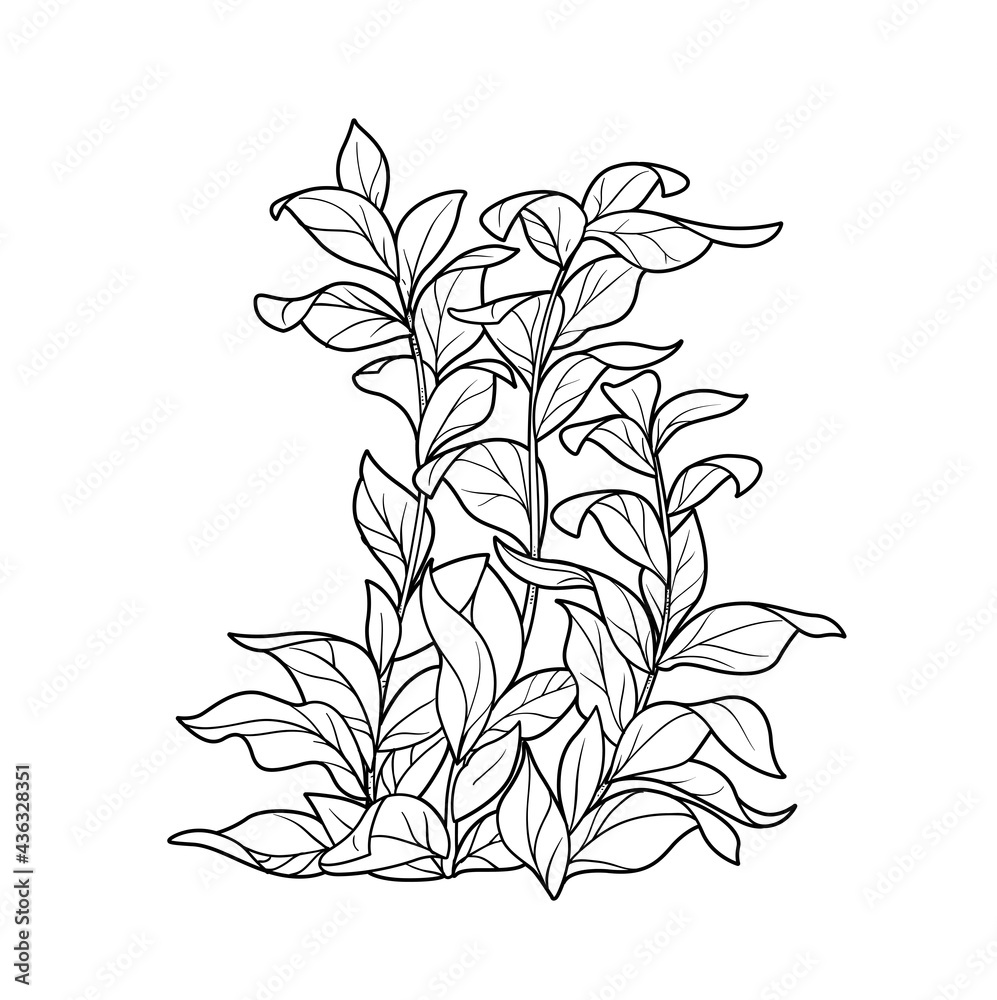 Tall big algae coloring book linear drawing isolated on white ...